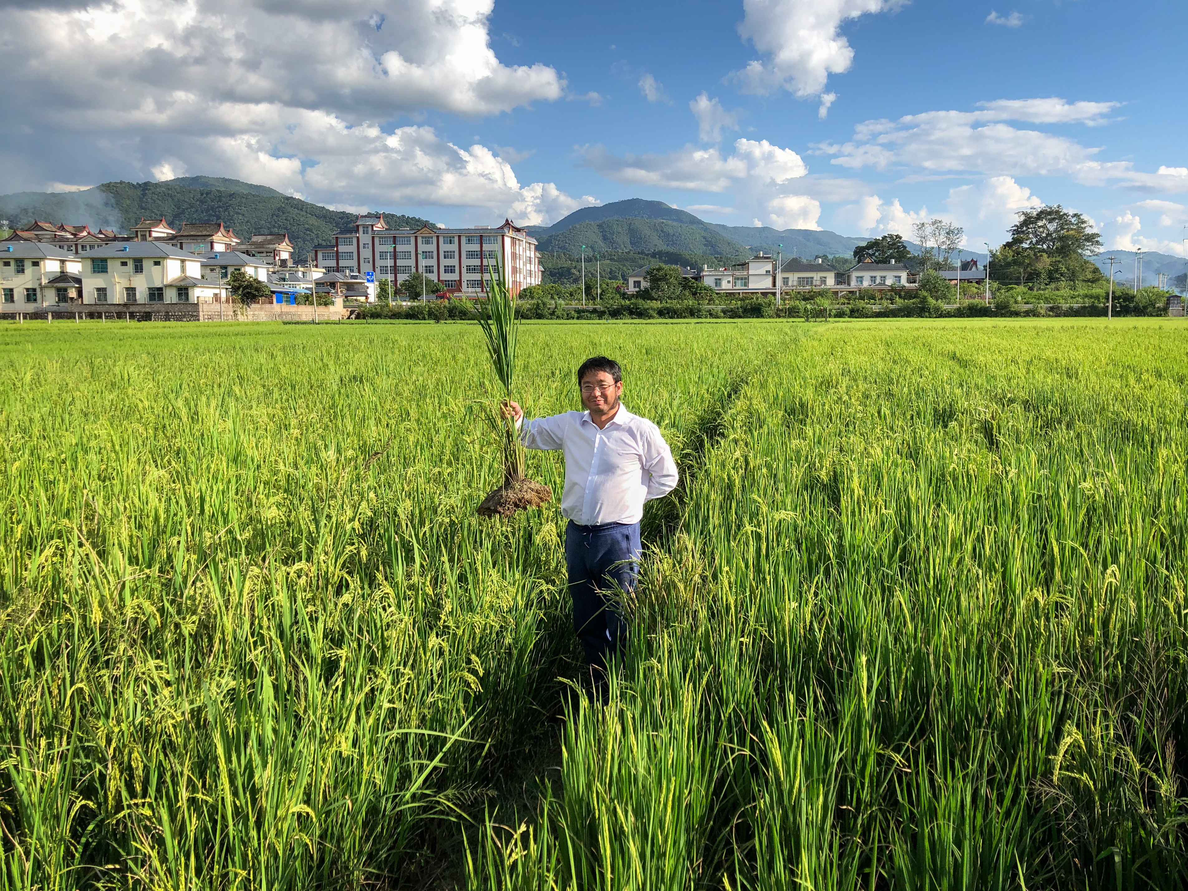 Could this cheaper, more climate-friendly perennial rice transform ...