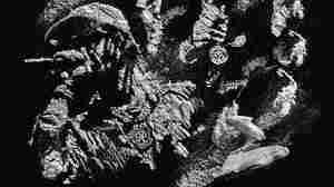 Sheldon Pearce : NPR