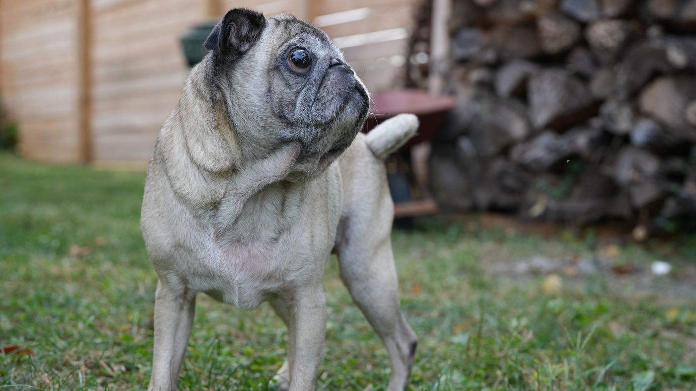 U.S. sees shortage of bomb-sniffing dogs : NPR