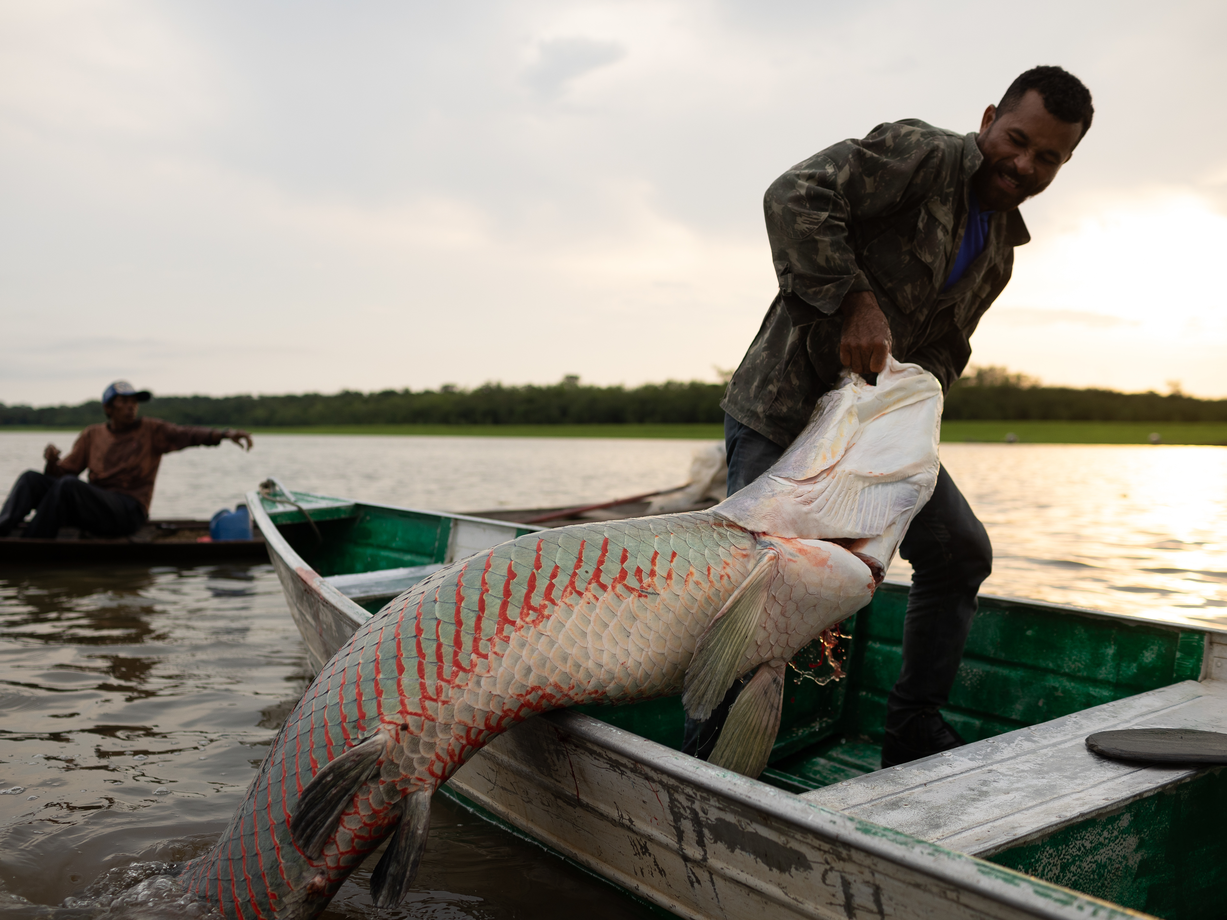 Rare good news from the Amazon: Gigantic fish are thriving again | NCPR ...