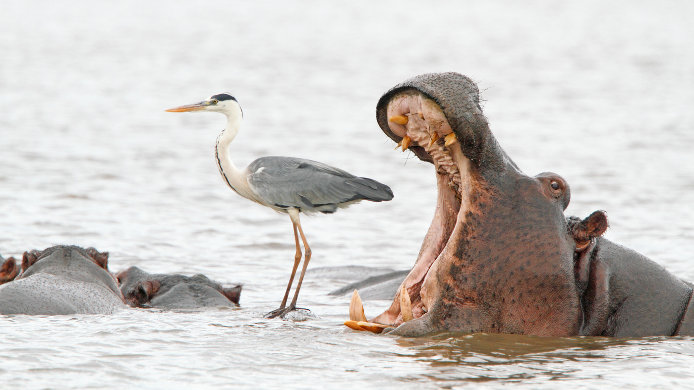 Want funny animal pictures? Look at the Comedy Wildlife Photography ...