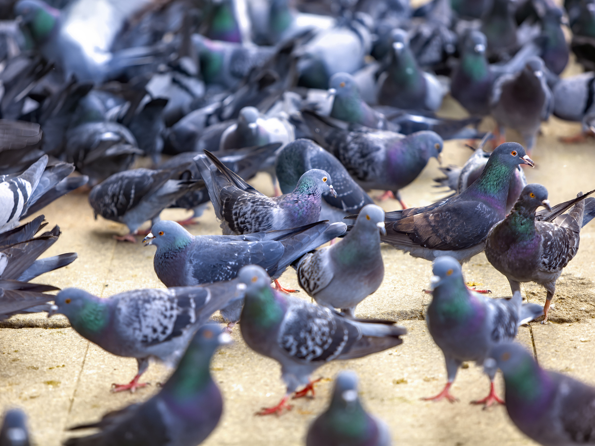 Redlining's Ripple Effects Go Beyond Humans : Short Wave : NPR