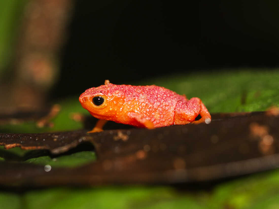 Why The Pumpkin Toadlet Jumps So Poorly : Short Wave : NPR