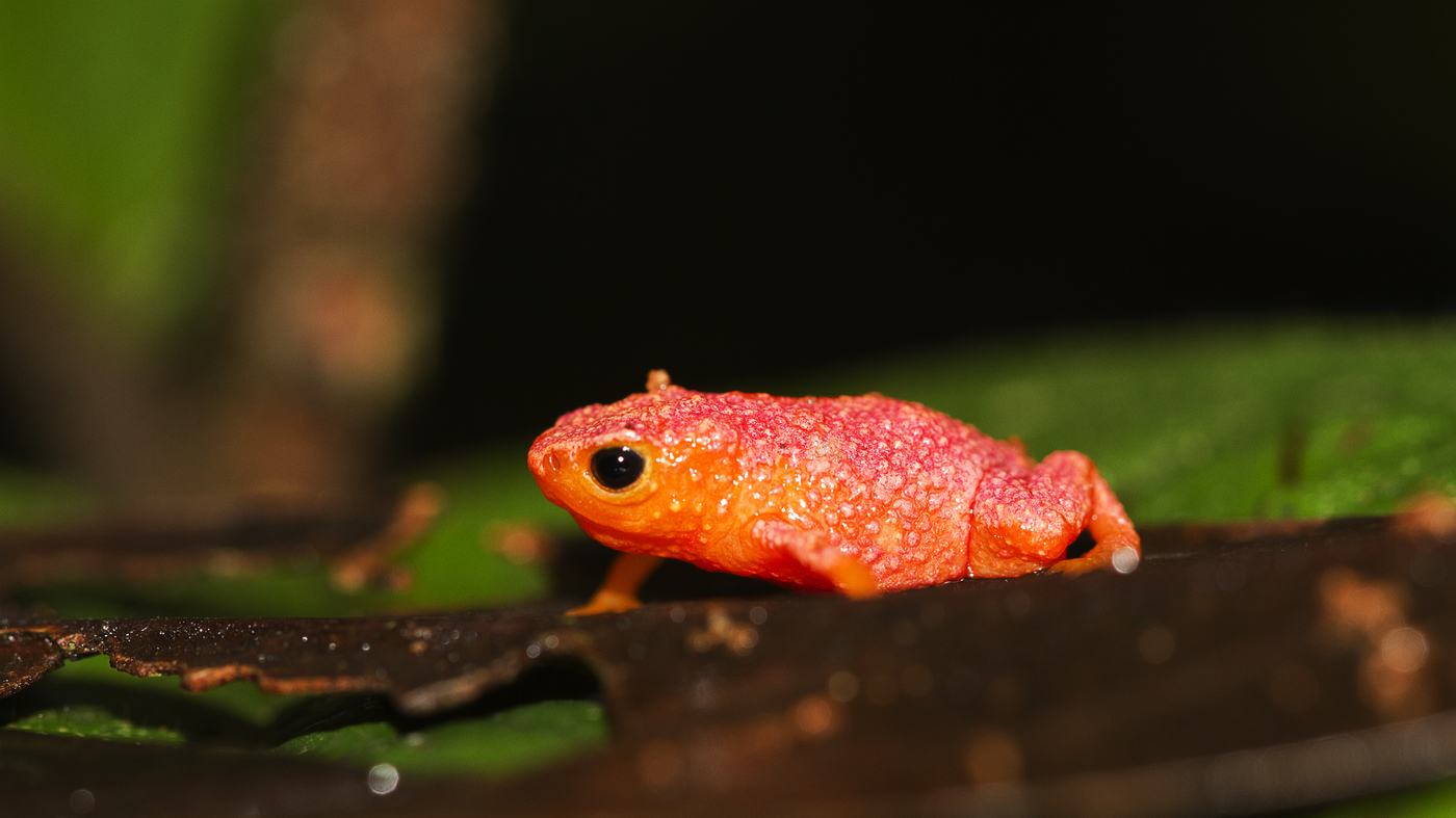 Why The Pumpkin Toadlet Jumps So Poorly : Short Wave : NPR