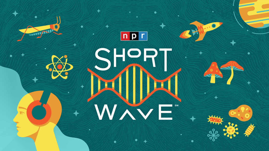 A Science Mad Lib To Ring In The New Year : Short Wave : NPR