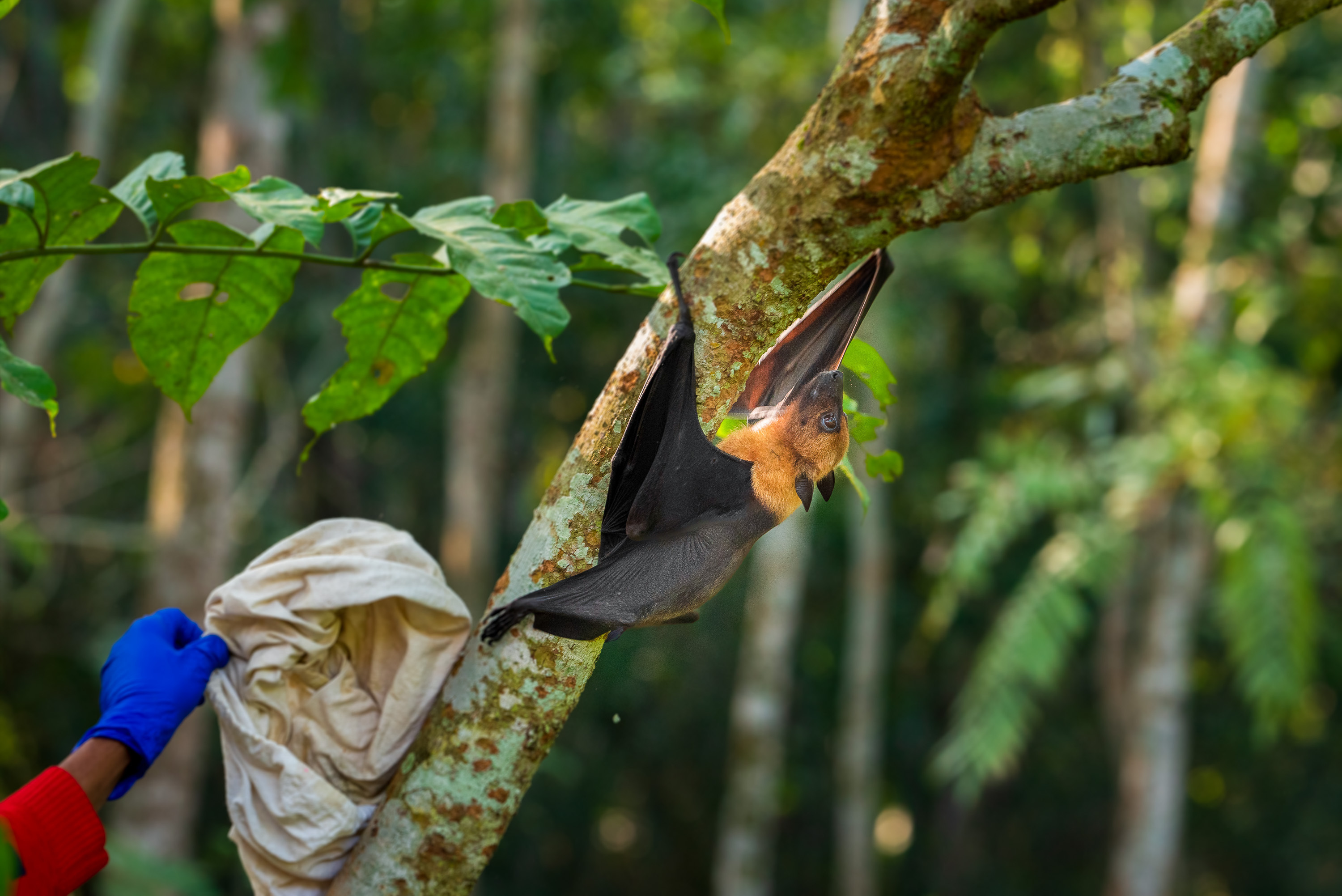 The Nipah virus has a kill rate of 70%. Bats carry it. But how does it ...