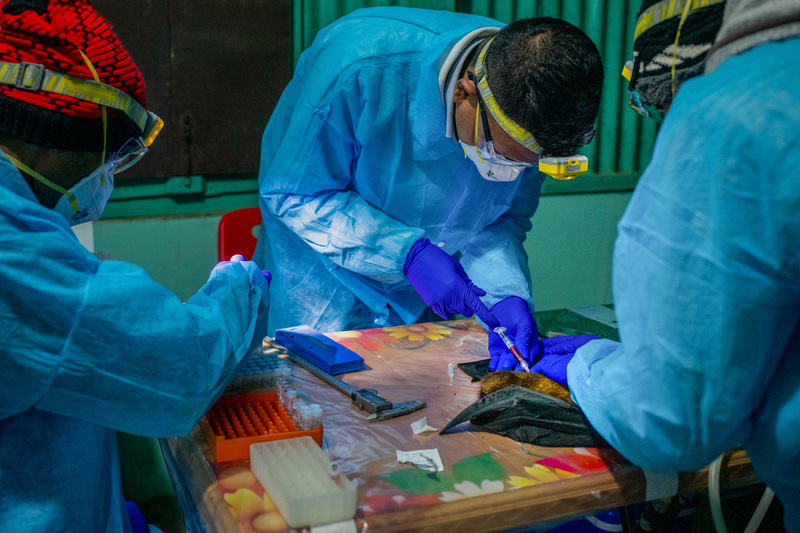 Trying to crack the Nipah virus code: How does it spill from bats to ...