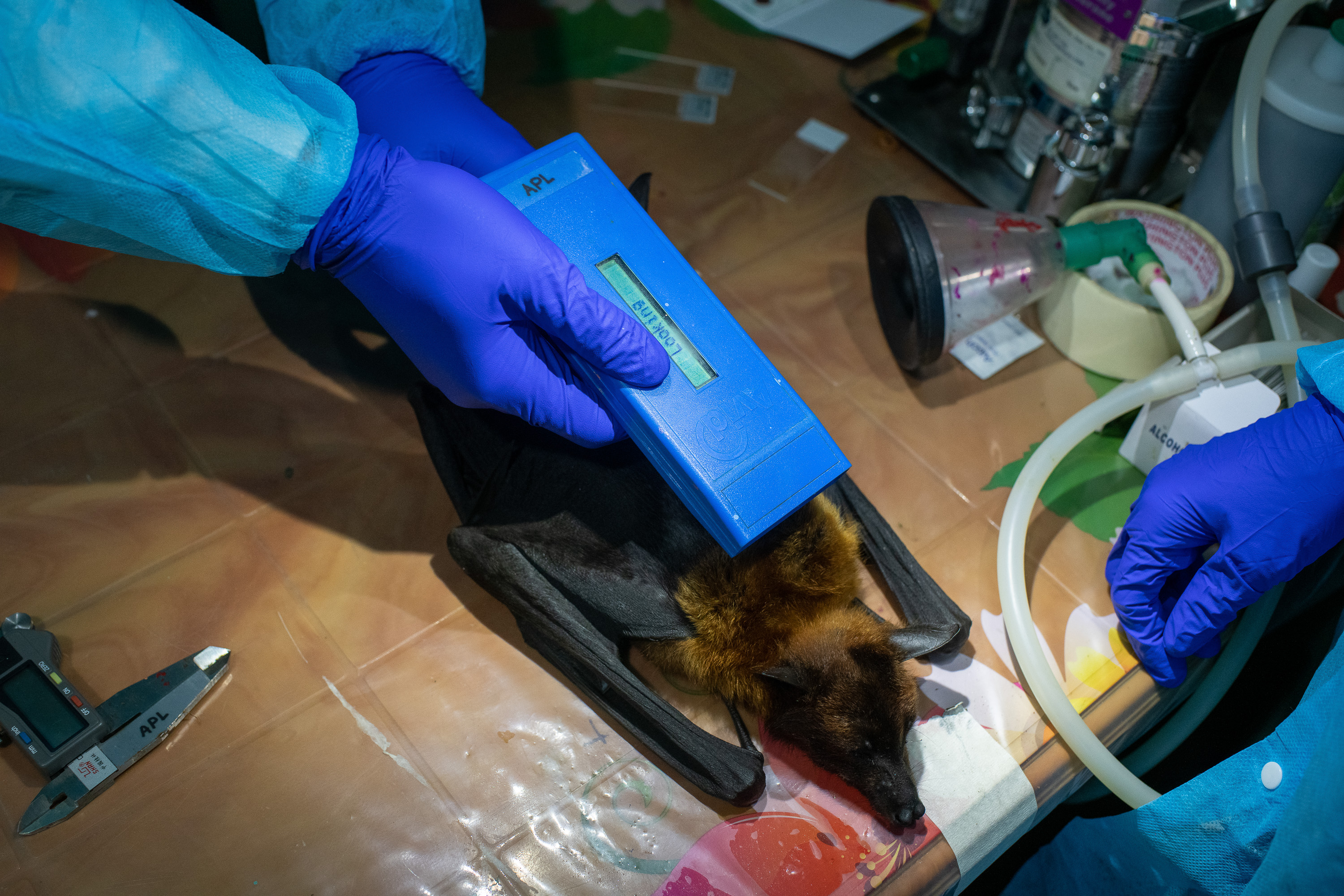 The Nipah virus has a kill rate of 70%. Bats carry it. But how does it ...