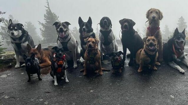 How an Alaskan 'puppy bus' went viral on TikTok | NPR | KCRW