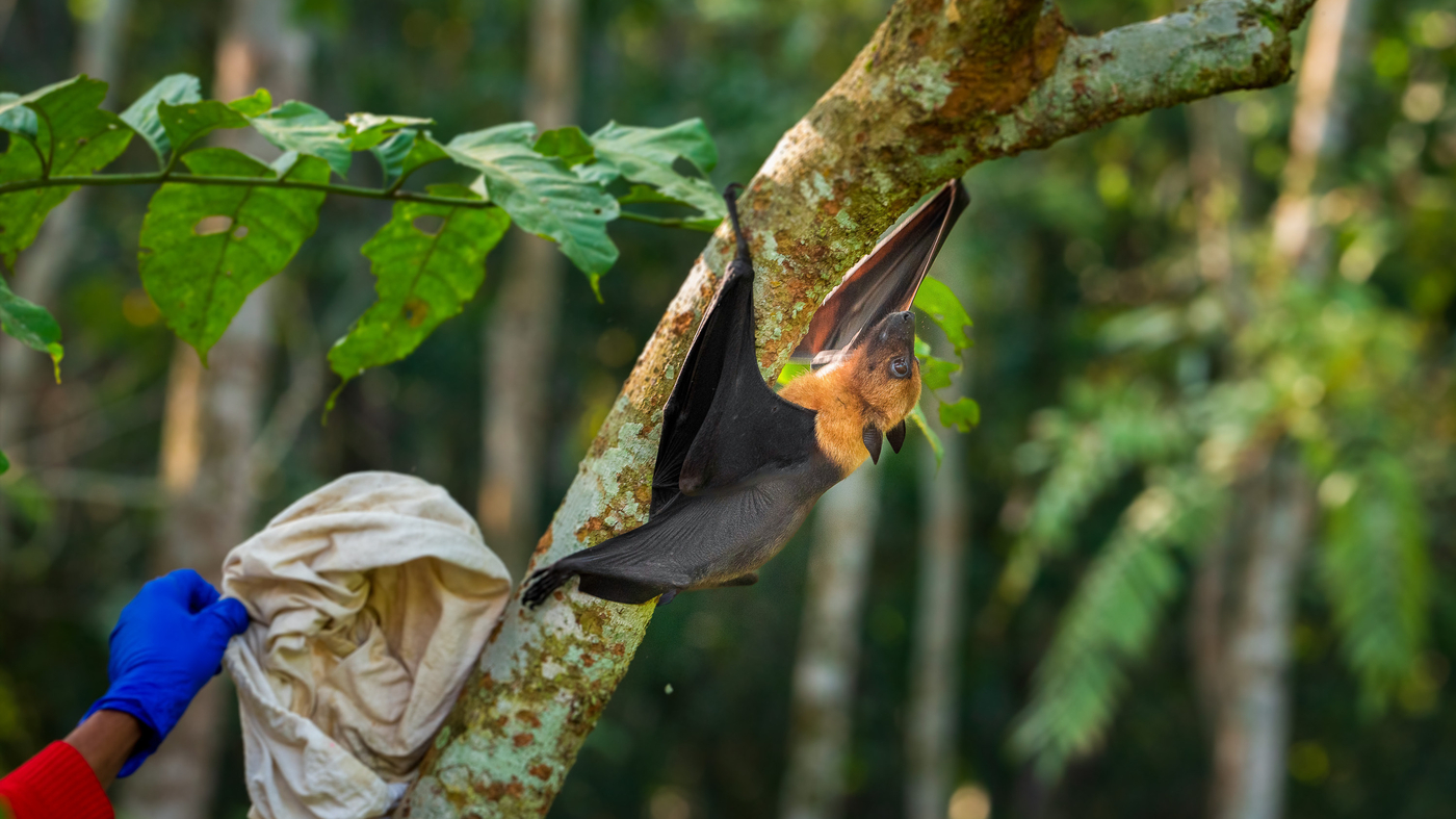 Nipah: Using sticks to find a fatal virus with pandemic potential ...