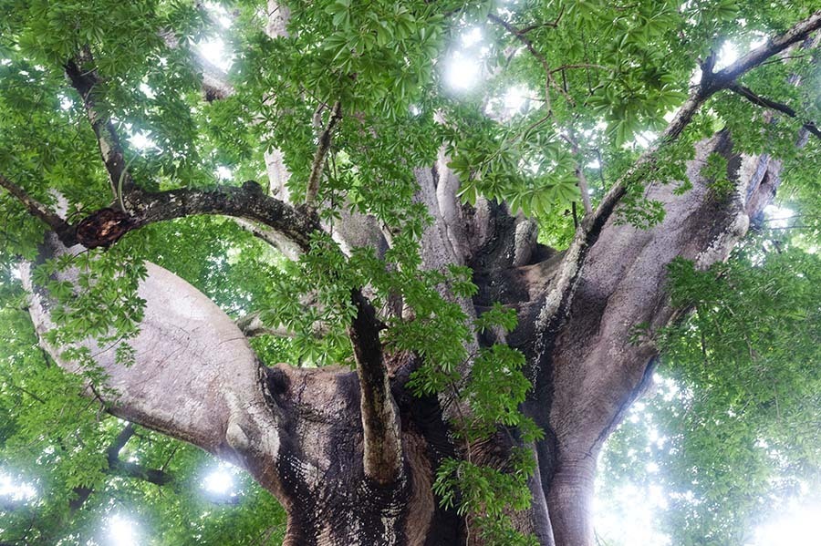 Meet the people safeguarding the sacred forests and lagoons of West ...