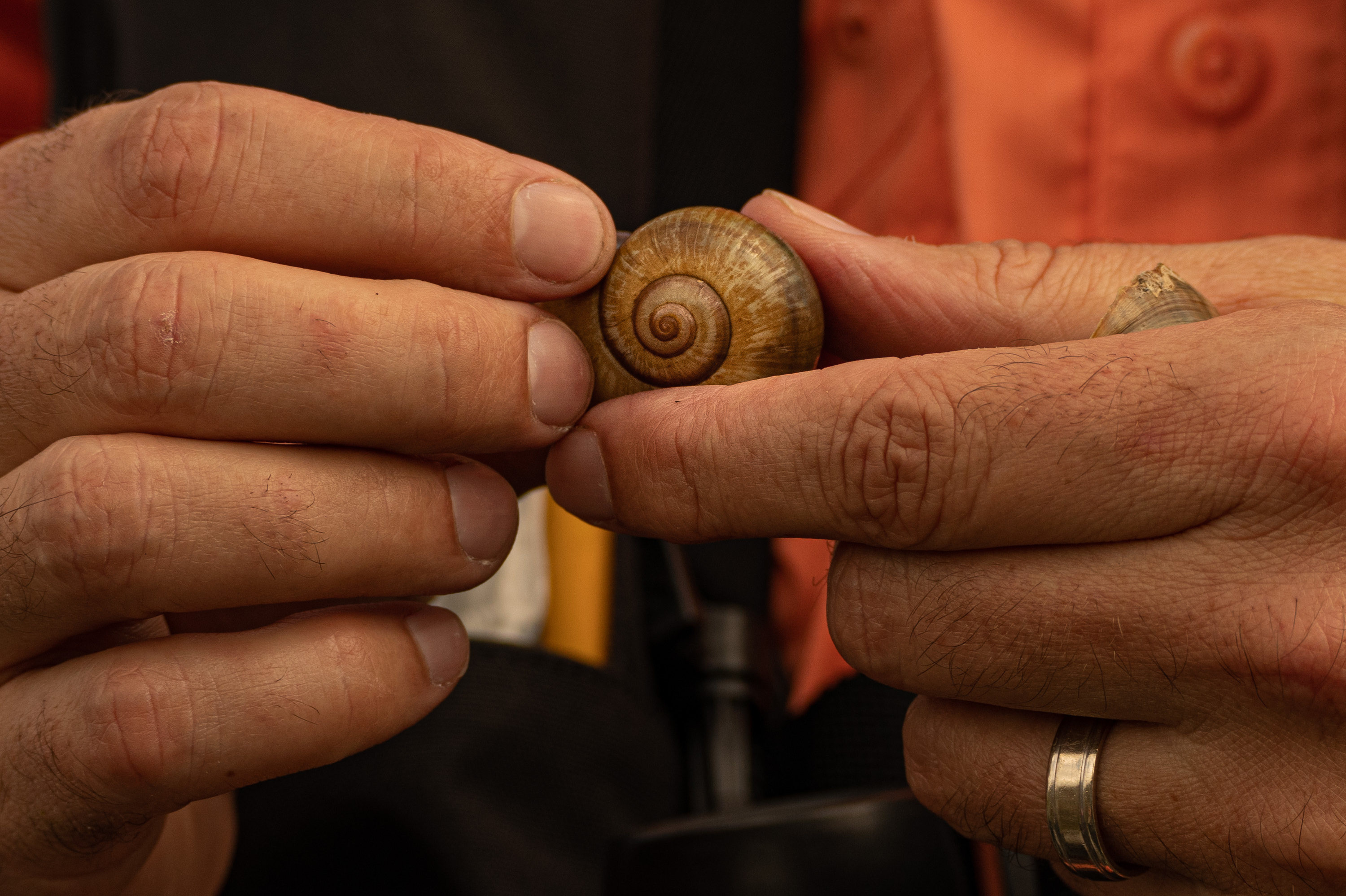 In Florida, an invasive snail is helping save an endangered bird | NCPR ...