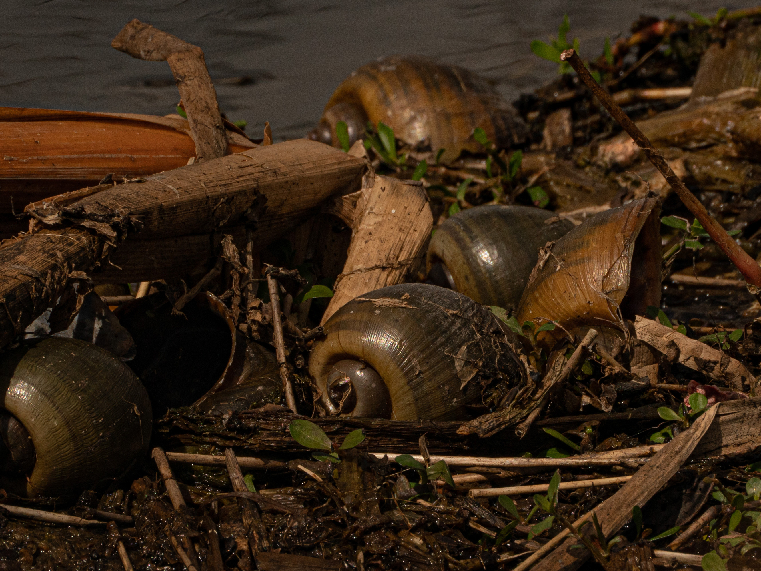 In Florida, an invasive snail is helping save an endangered bird | NCPR ...