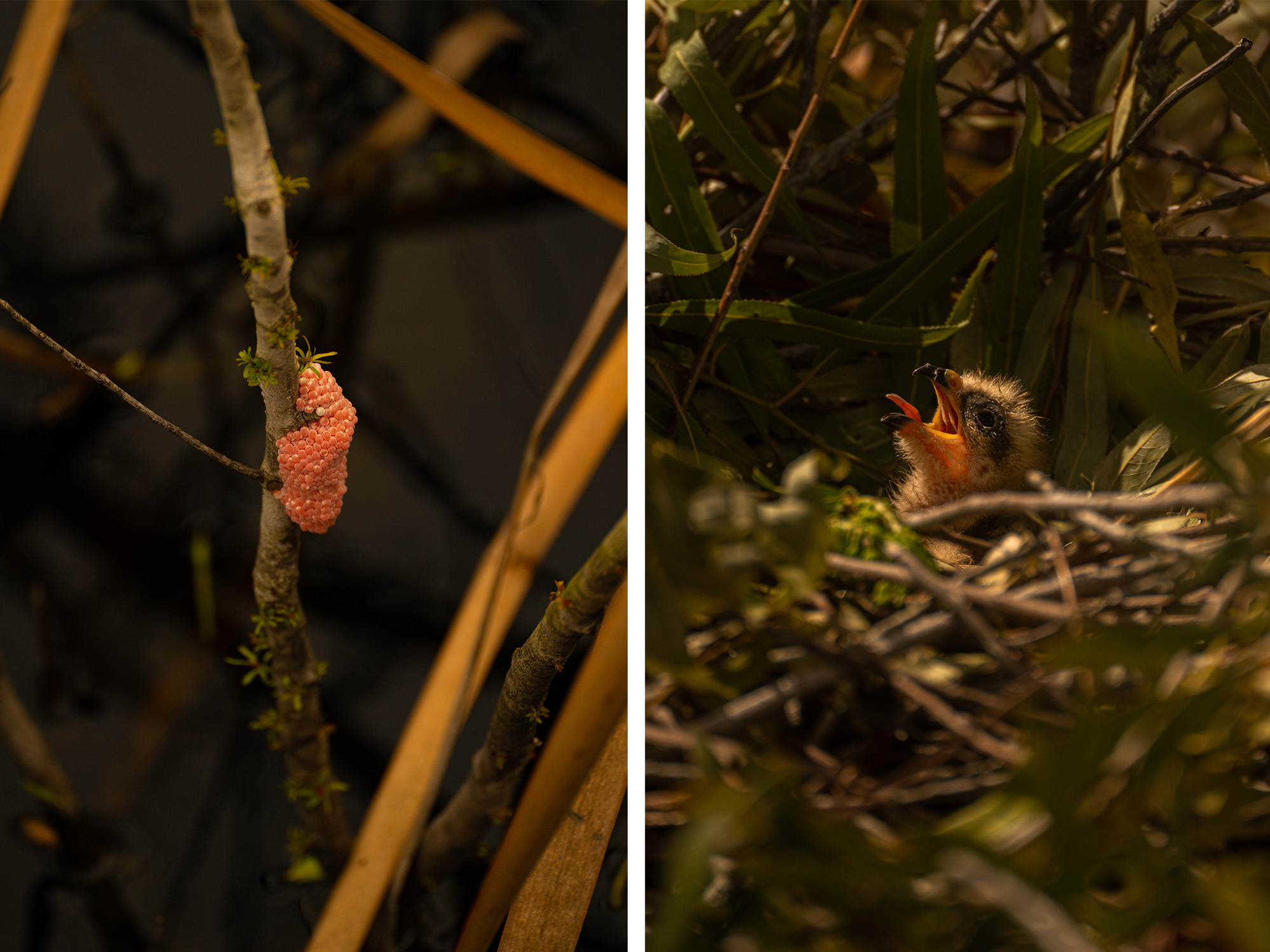 In Florida, an invasive snail is helping save an endangered bird | NCPR ...
