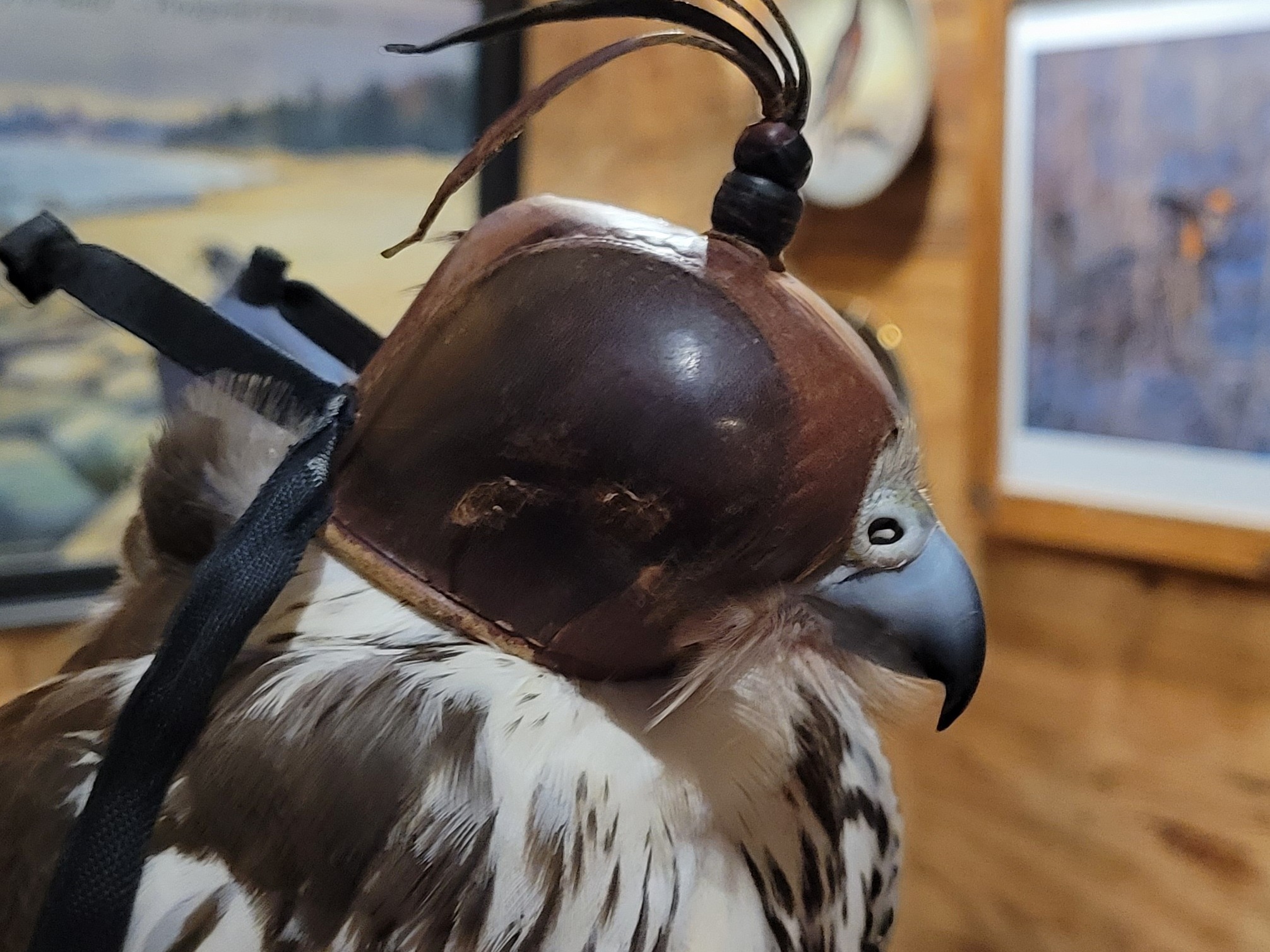 On the Kansas prairie, a master falconer develops a unique bond with ...