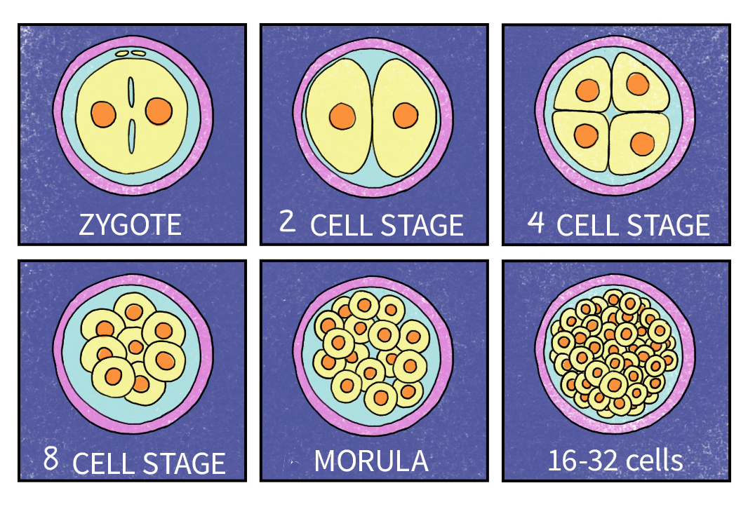 The surprising science of how pregnancy begins | NCPR News