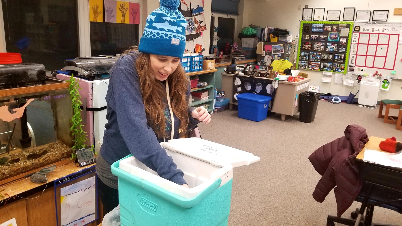 This Alaska elementary school teaches students to raise salmon : NPR