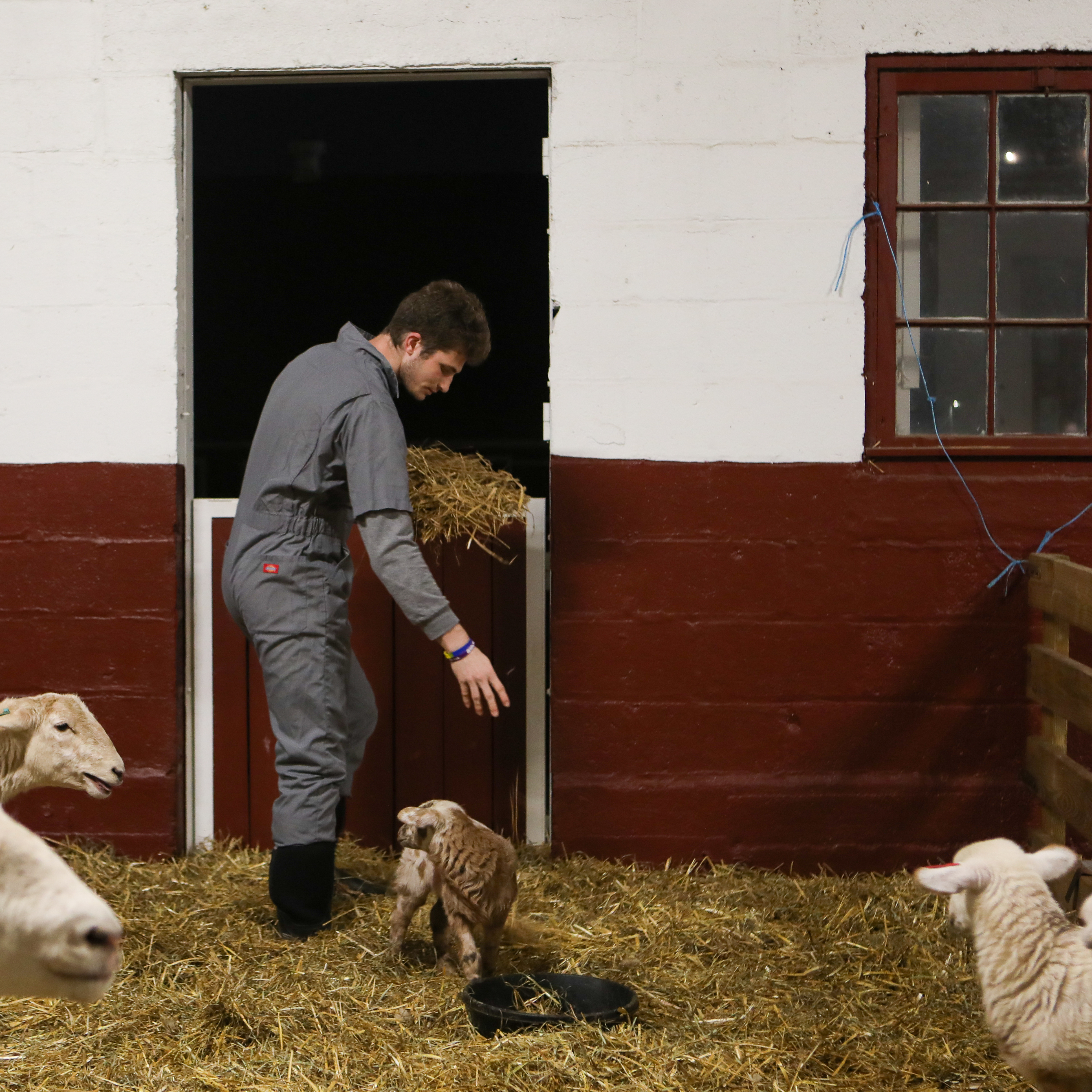 Lambs aren't white and fluffy and other lessons learned at this campus farm | NCPR News