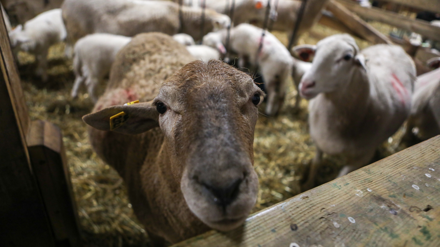 Sheep Management: Inside the class where lambs are born : NPR