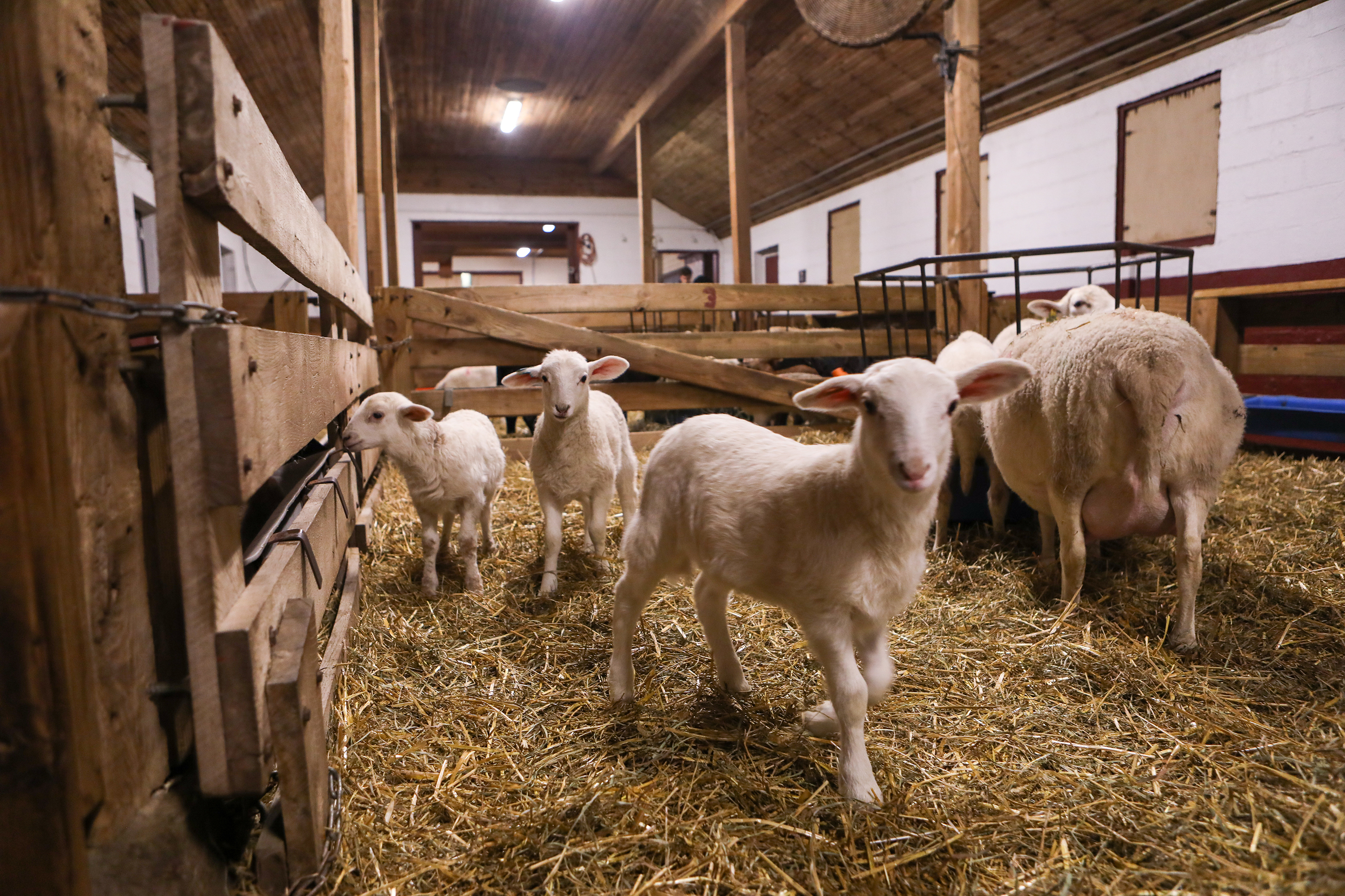 Lambs aren't white and fluffy and other lessons learned at this campus farm | News | WLIW-FM