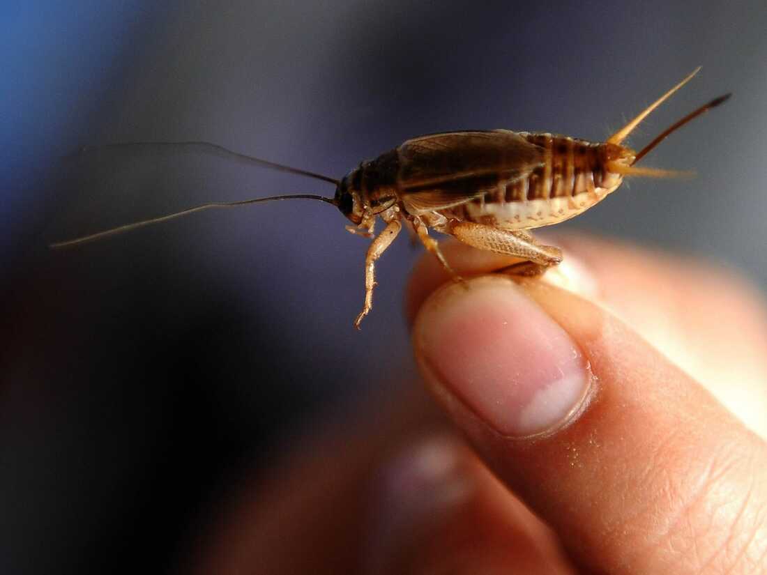 Crickets as Model Research Organisms in Science : Short Wave : NPR