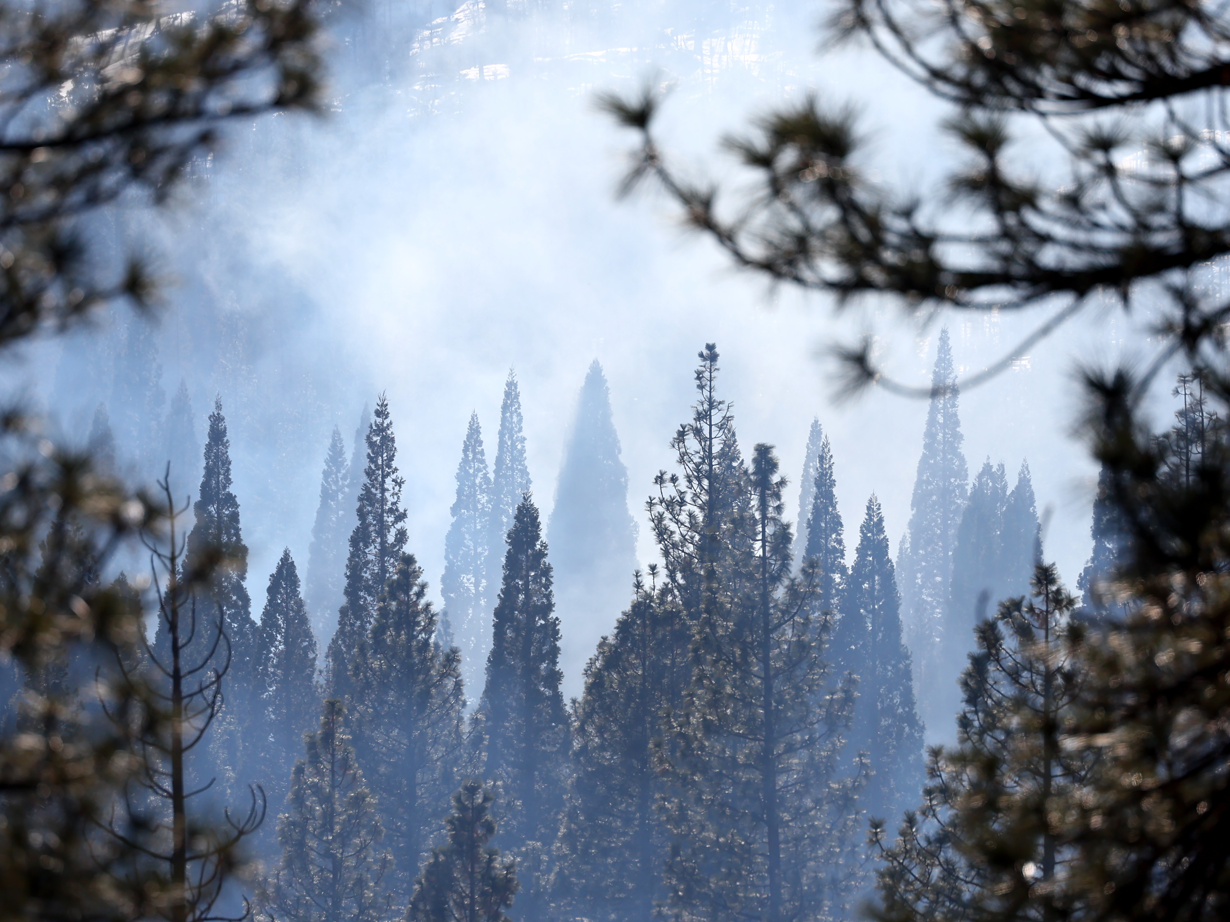 Climate is changing too quickly for the Sierra Nevada's 'zombie forests ...
