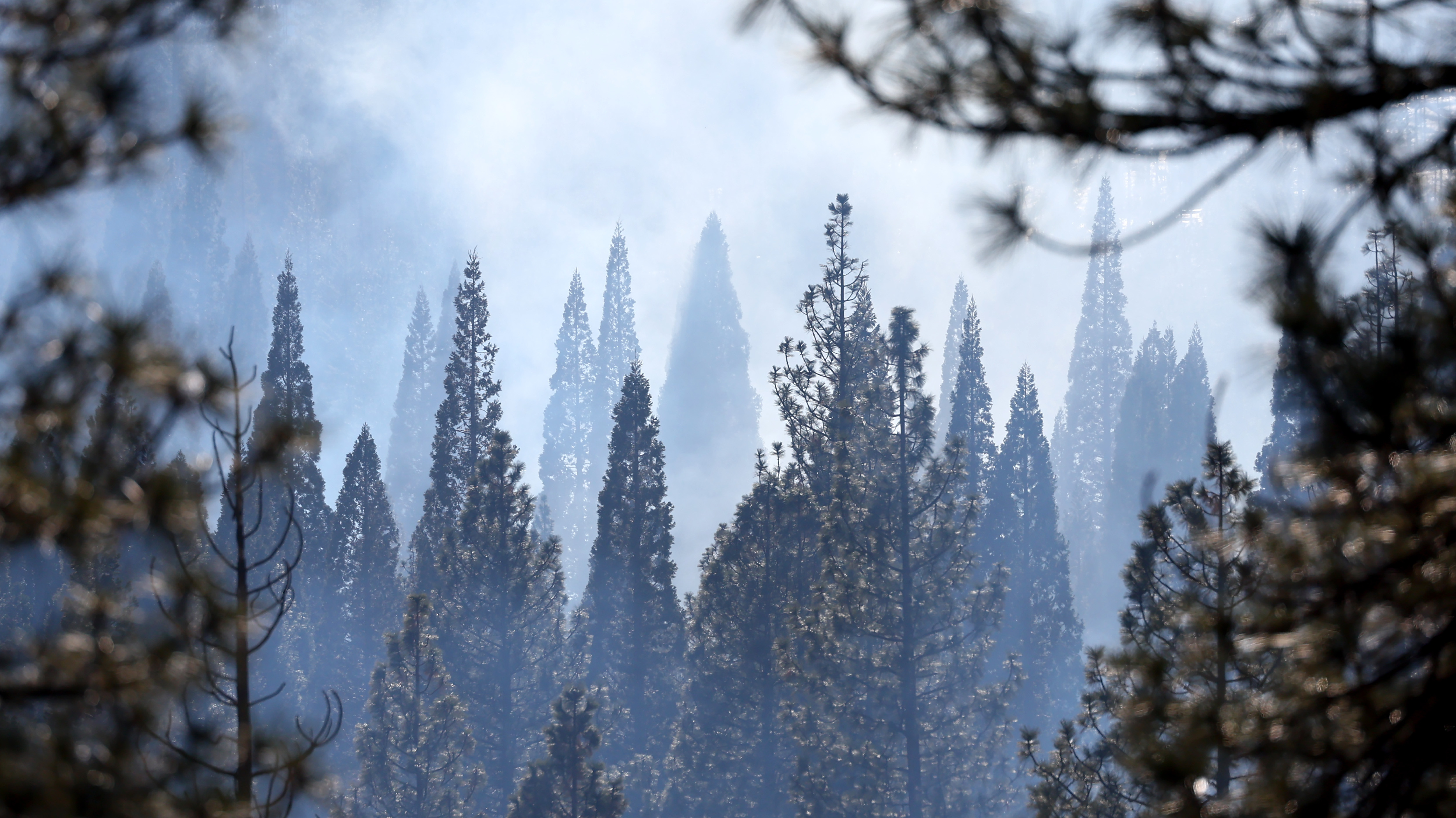 Climate is changing too quickly for the Sierra Nevada's 'zombie forests ...