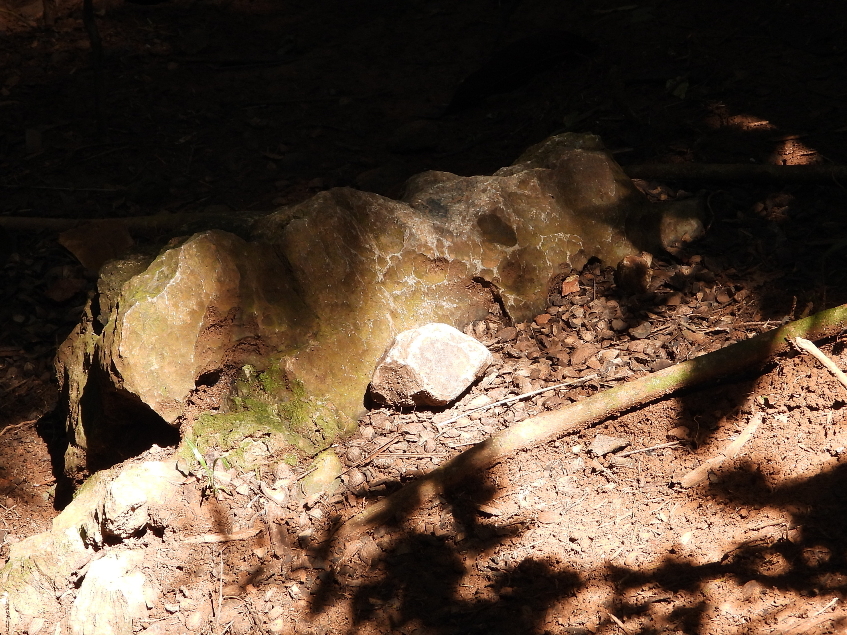 Stone flakes made by modern monkeys trigger big questions about early ...