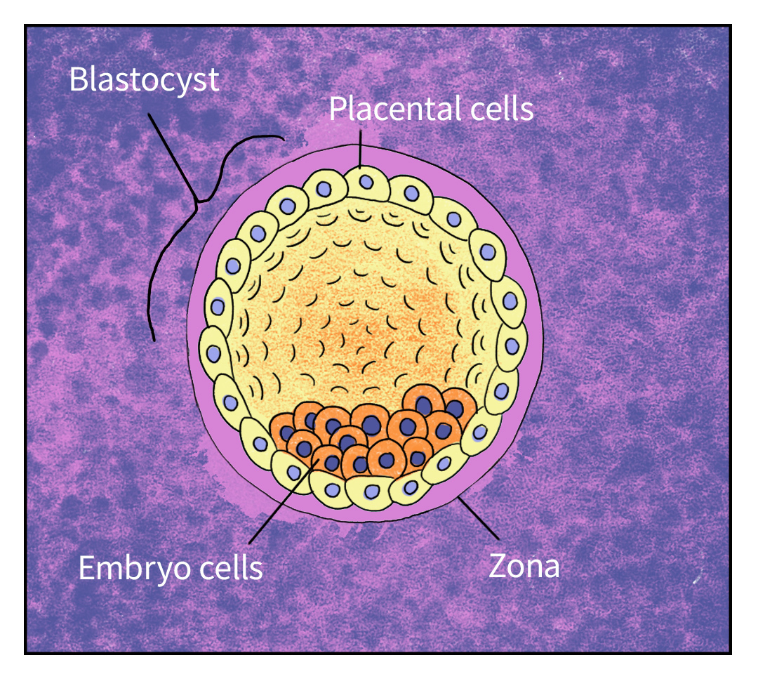 The surprising science of how pregnancy begins | NCPR News