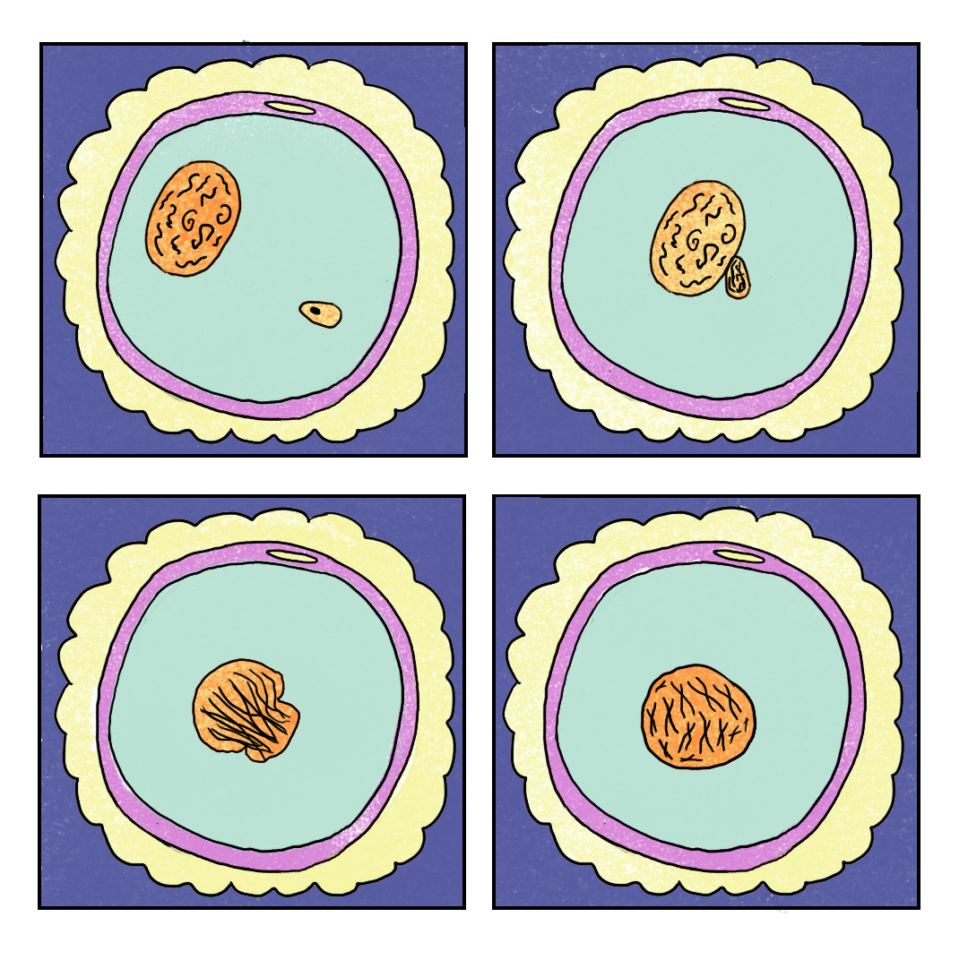 The surprising science of how pregnancy begins | NCPR News