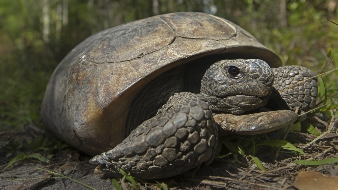 Gopher tortoises in the South should be on endangered list, groups say ...
