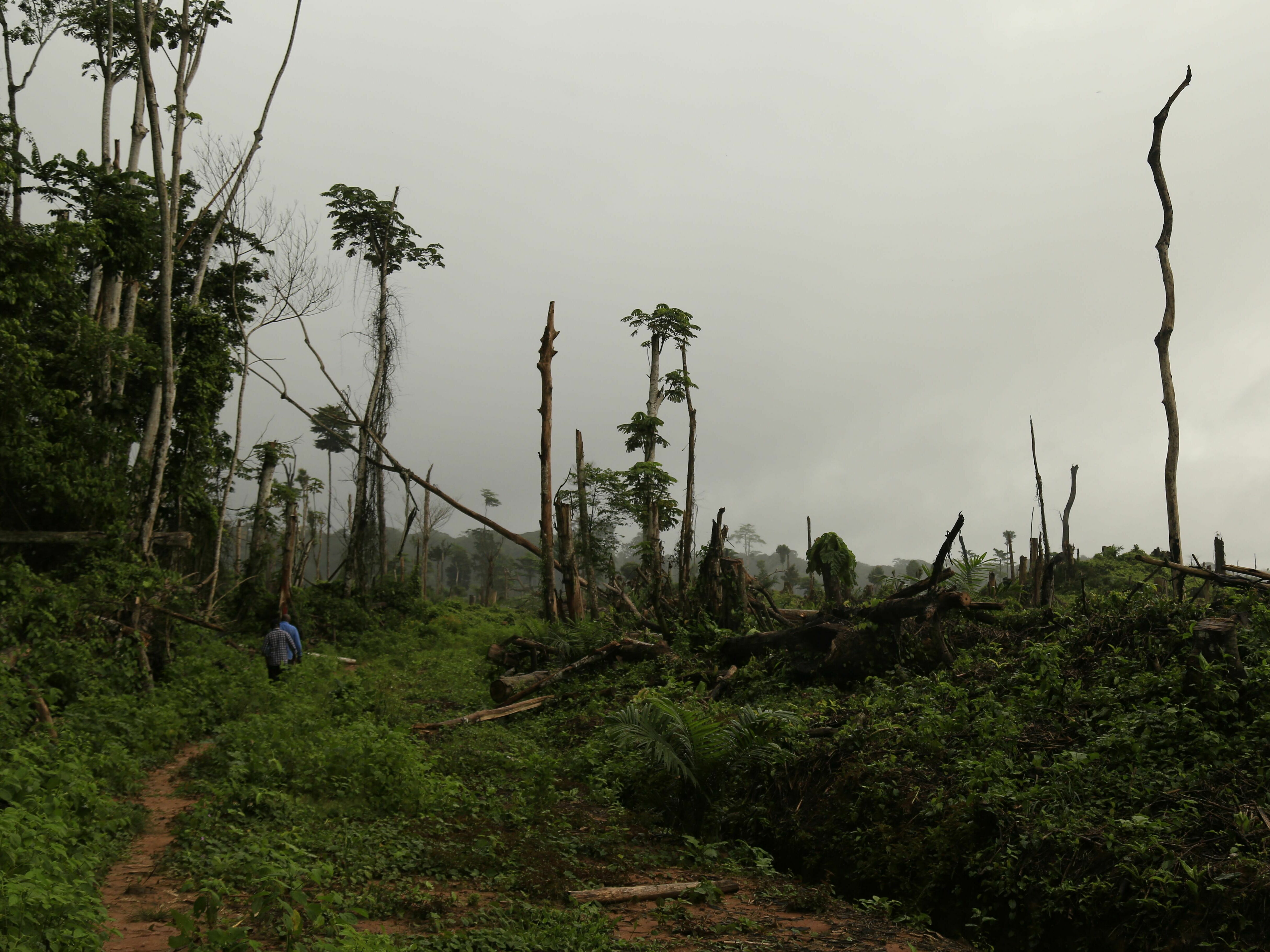 Why deforestation means less rain in tropical forests | NCPR News