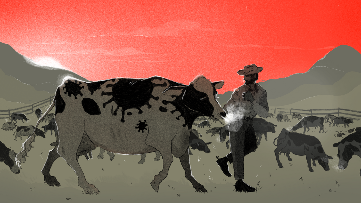 How the zoonotic disease Influenza D is spreading among U.S. livestock ...