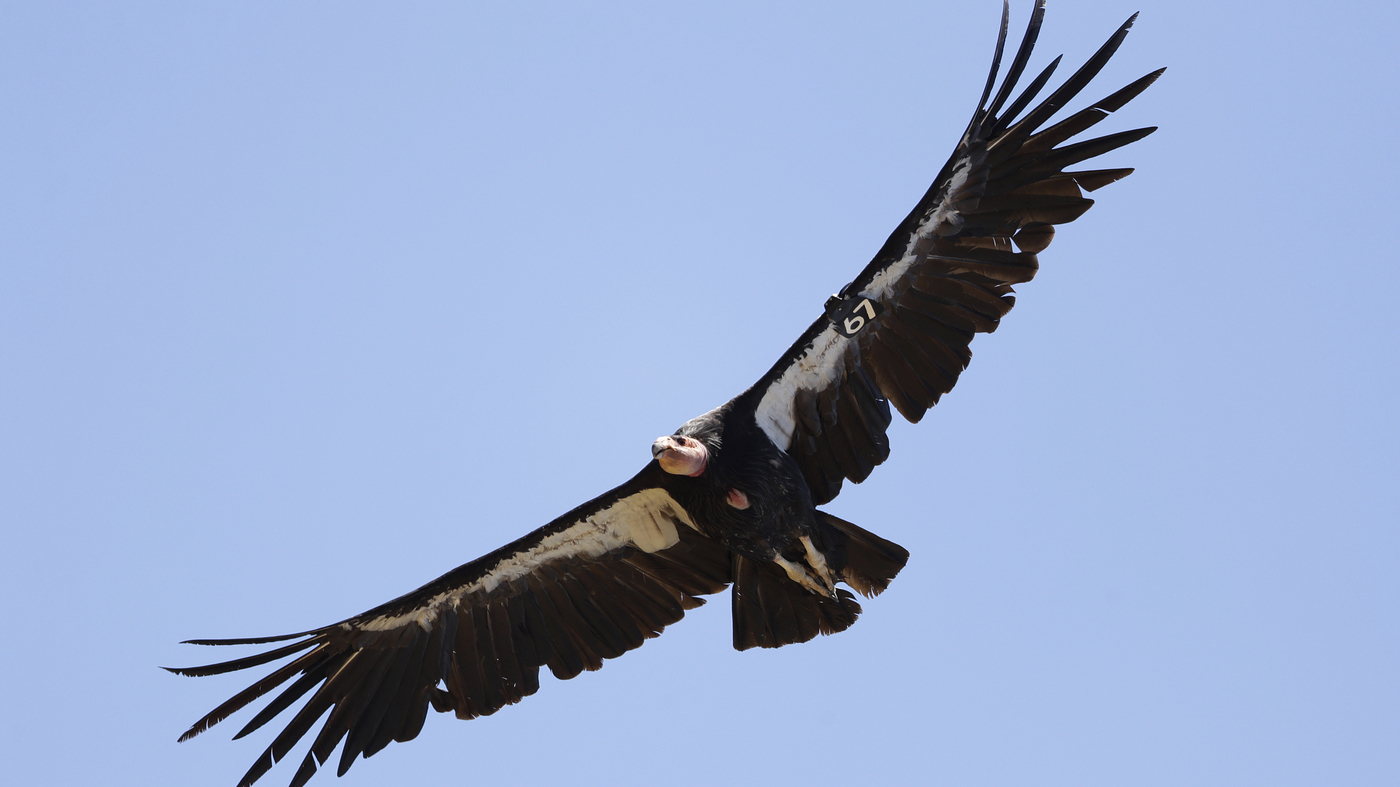 Avian flu has killed 3 California condors in northern Arizona : NPR