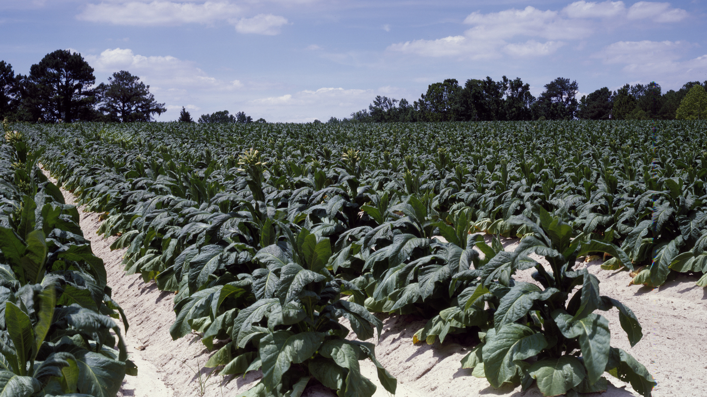 12-year-olds can't buy cigarettes — but they can work in tobacco fields ...