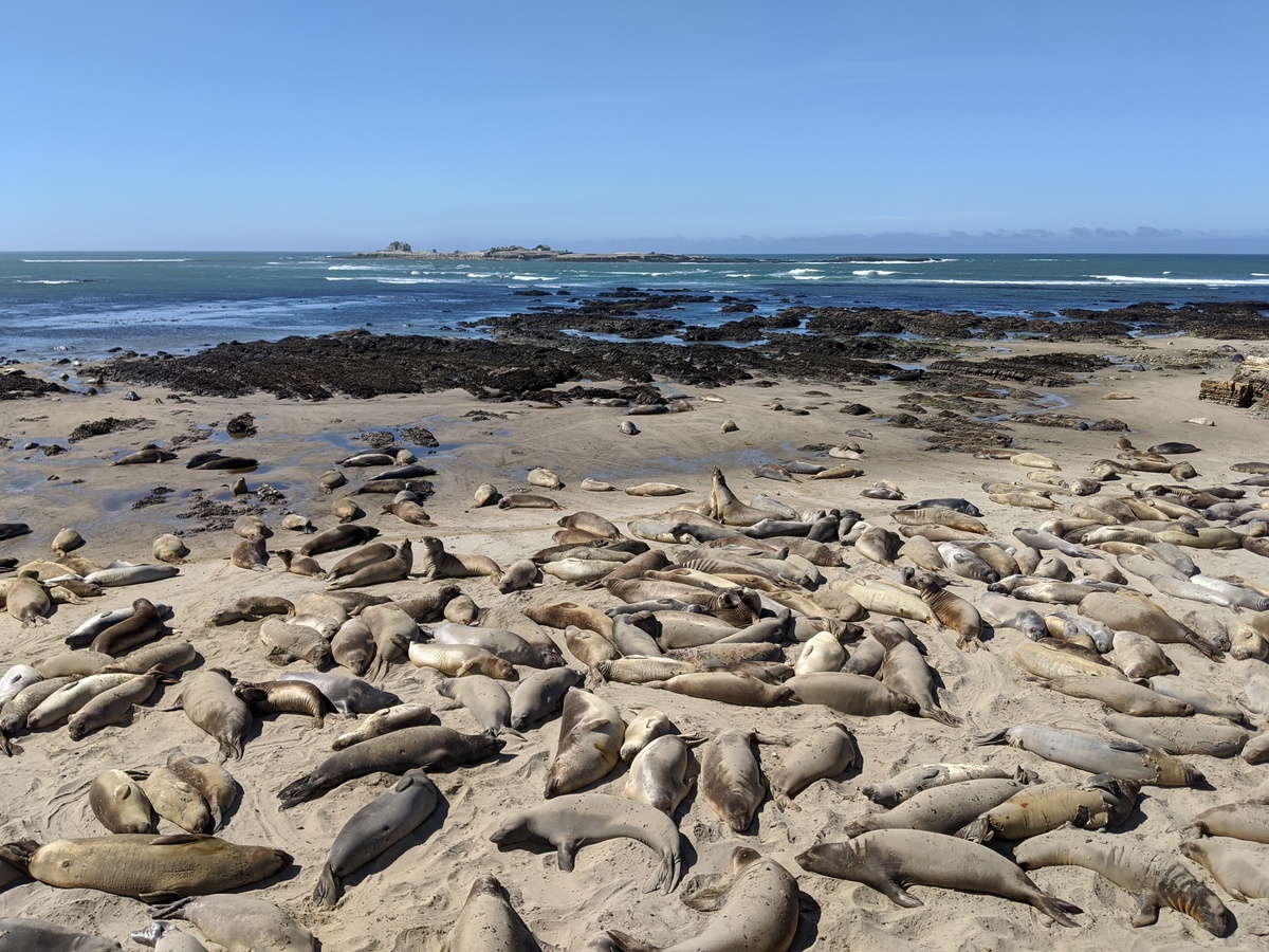 Northern elephant seals can get less sleep than almost any other animal ...