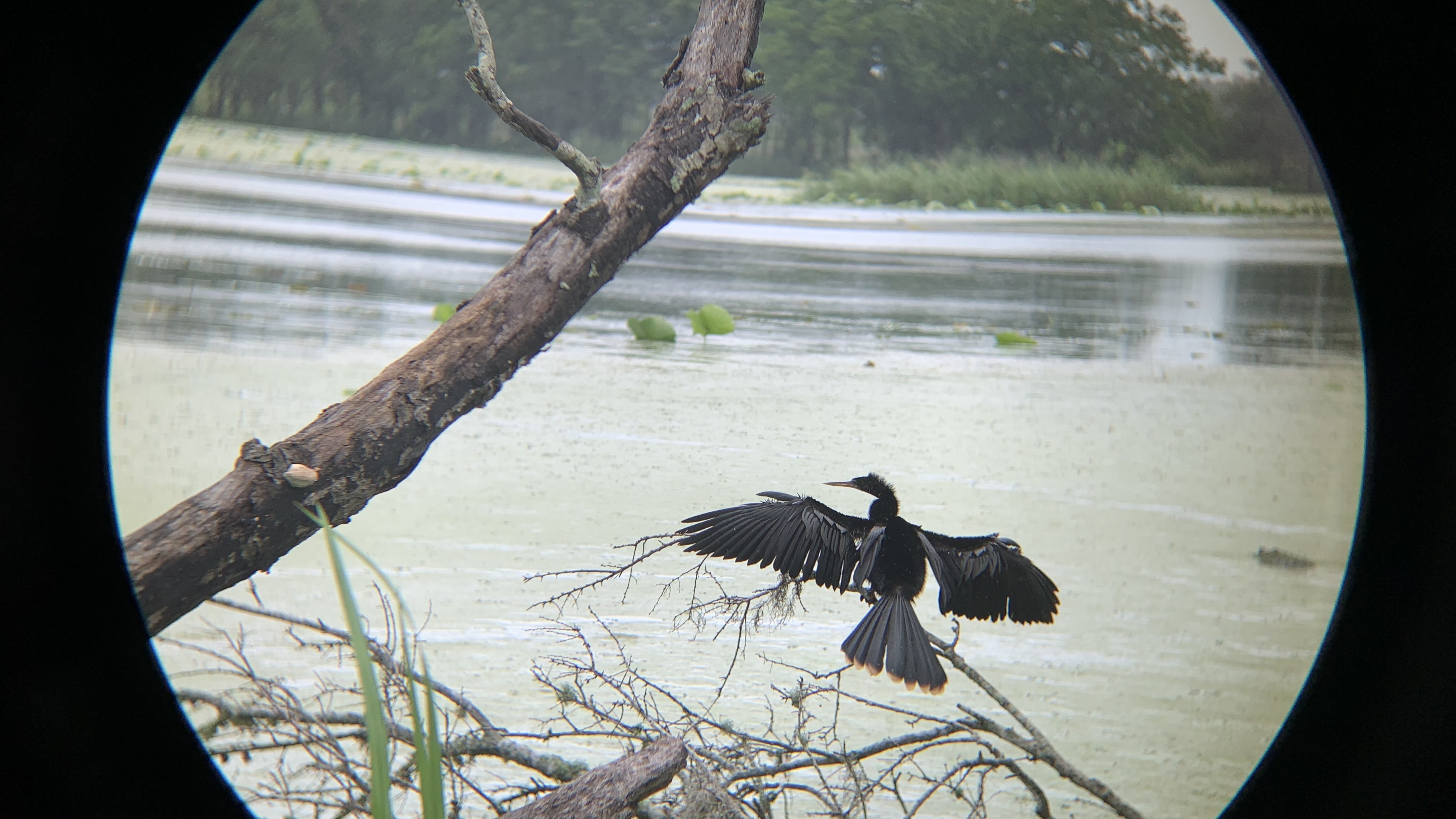 A field guide for fledgling birders : NPR One