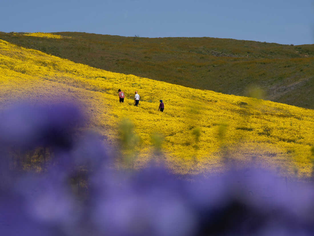 Wildflower Superbloom: An Upside To The California Downpours : Short Wave : NPR