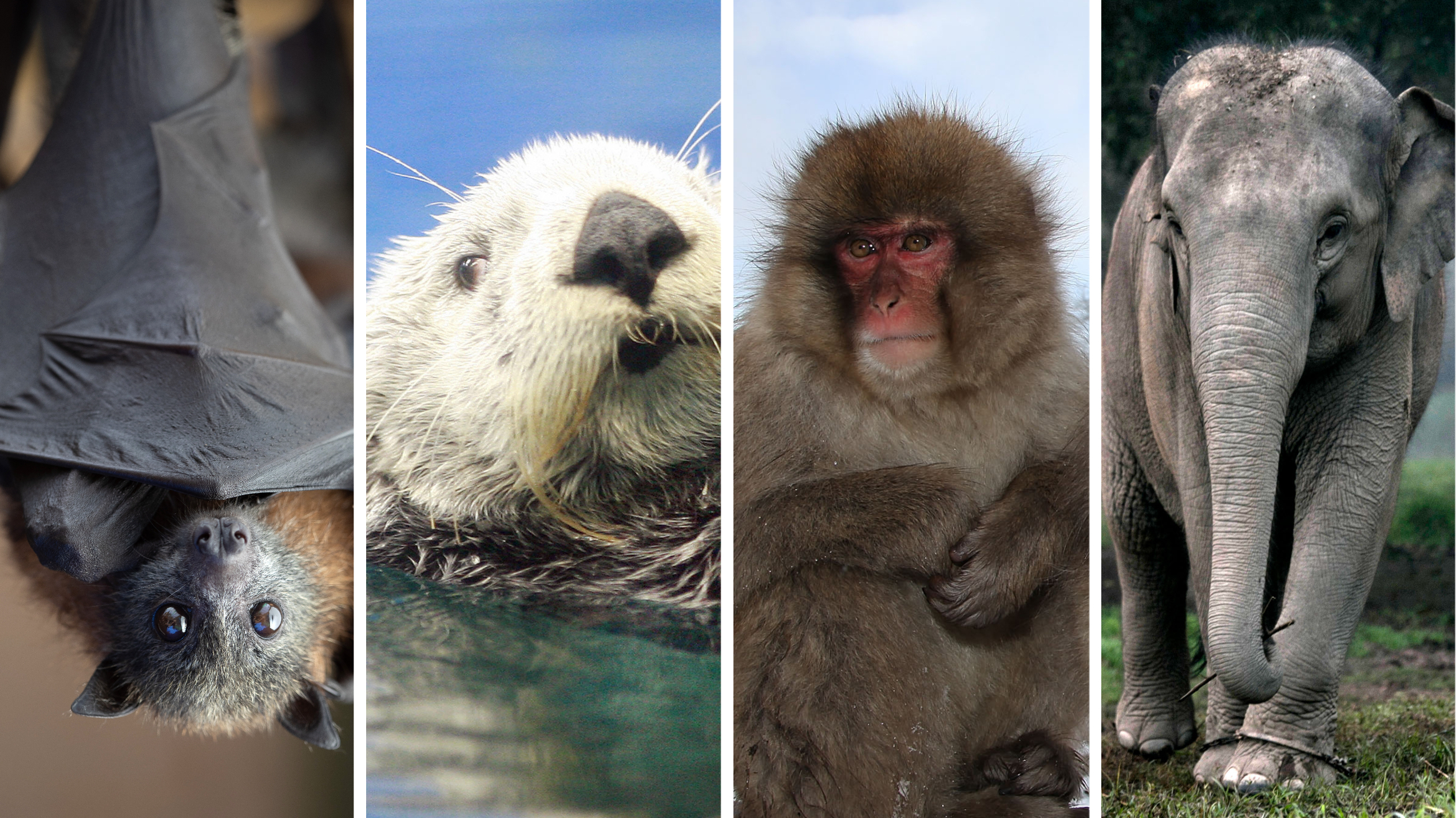 Welcome to the mammalverse: Scientists sequence DNA from 240 species ...
