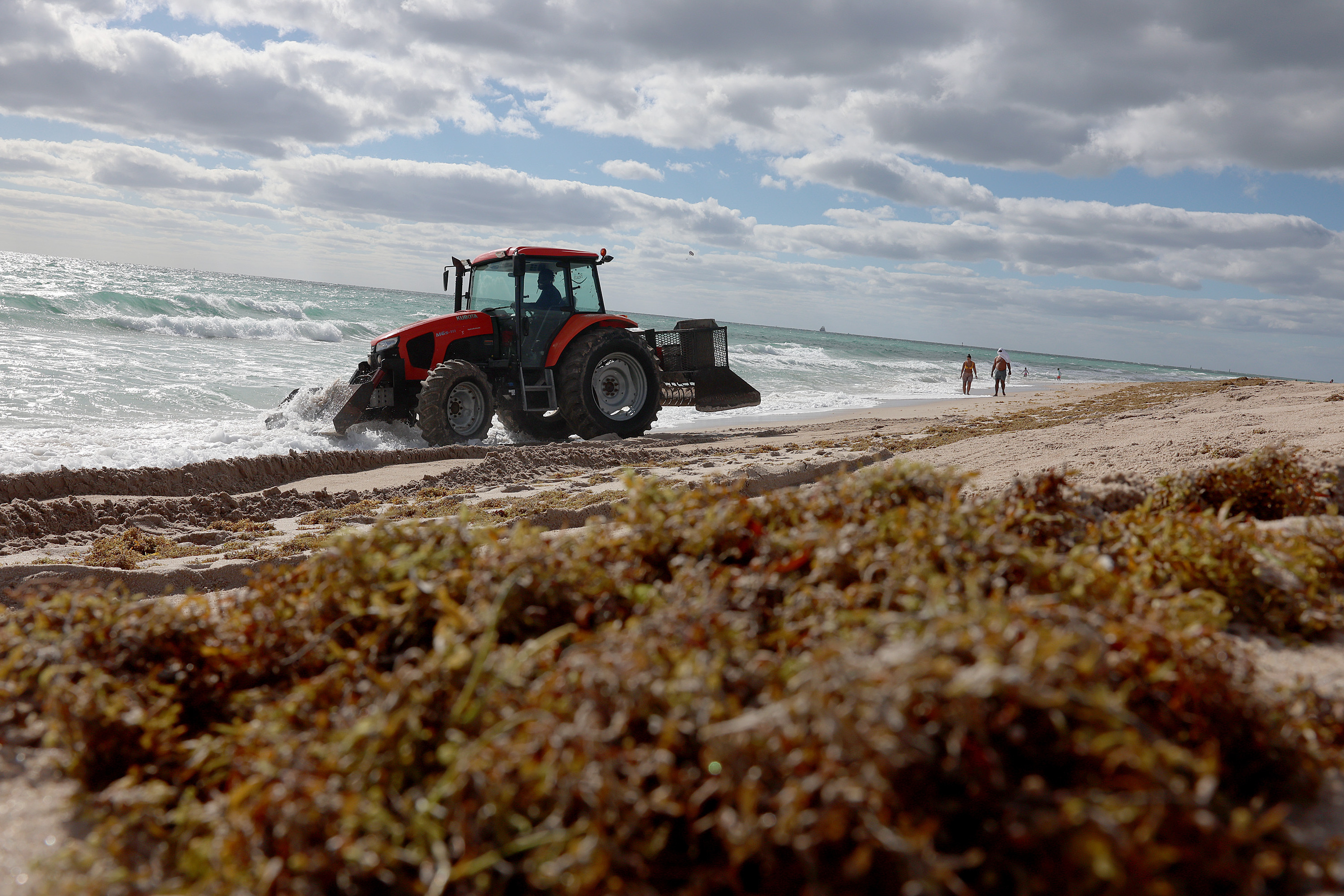 Giant blobs of seaweed are hitting Florida. That's when the real ...