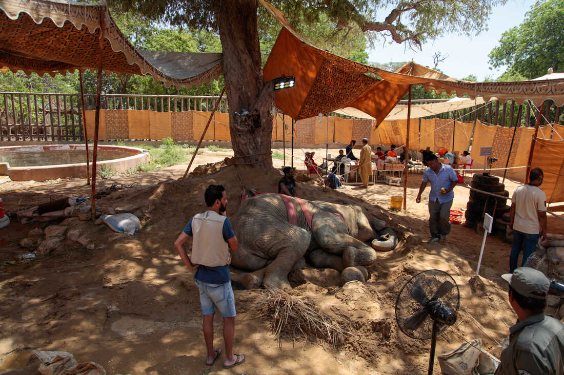 The Fate Of A Teenage Zoo Elephant In Pakistan Was Tragic — And A ...
