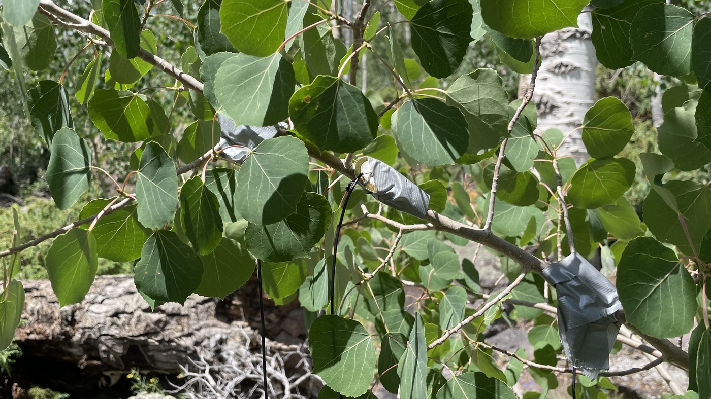 Eavesdropping on Pando, one of the largest trees in the world : NPR