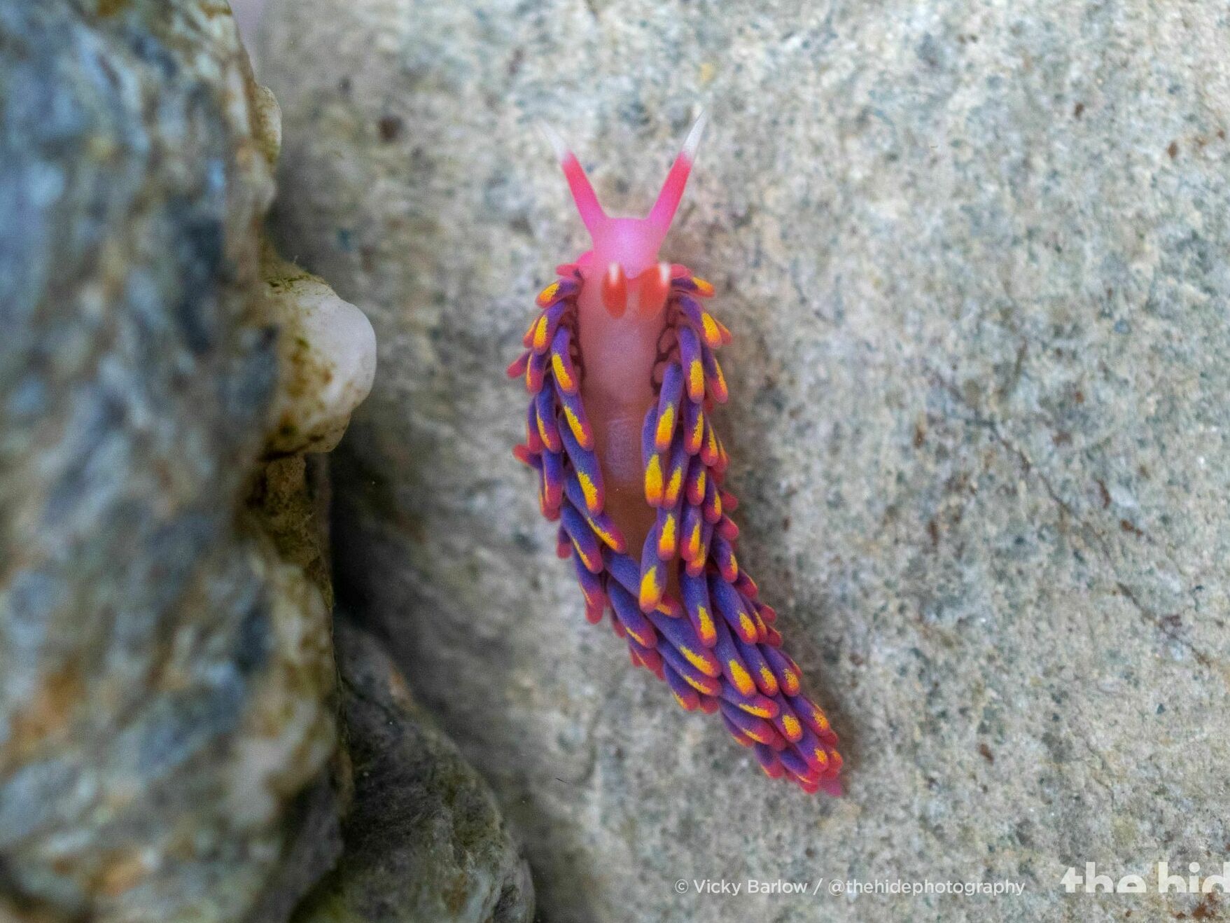 An 'extremely rare' rainbow sea slug was spotted along the coast of ...