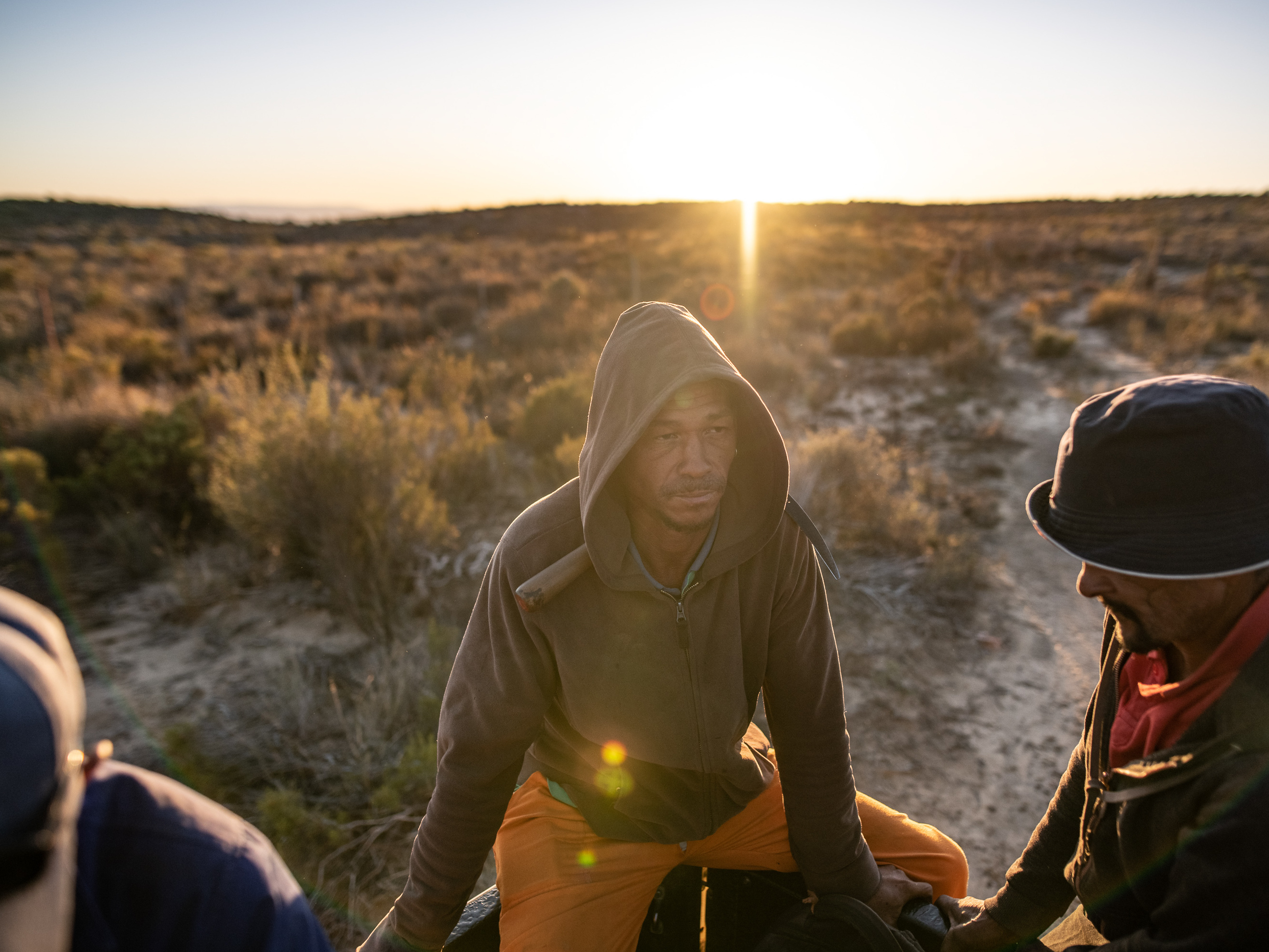 Trendy rooibos tea finally brings revenues to Indigenous South African ...