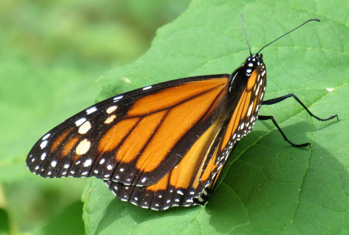 White spots on monarch butterflies' wings may aid their long migration ...