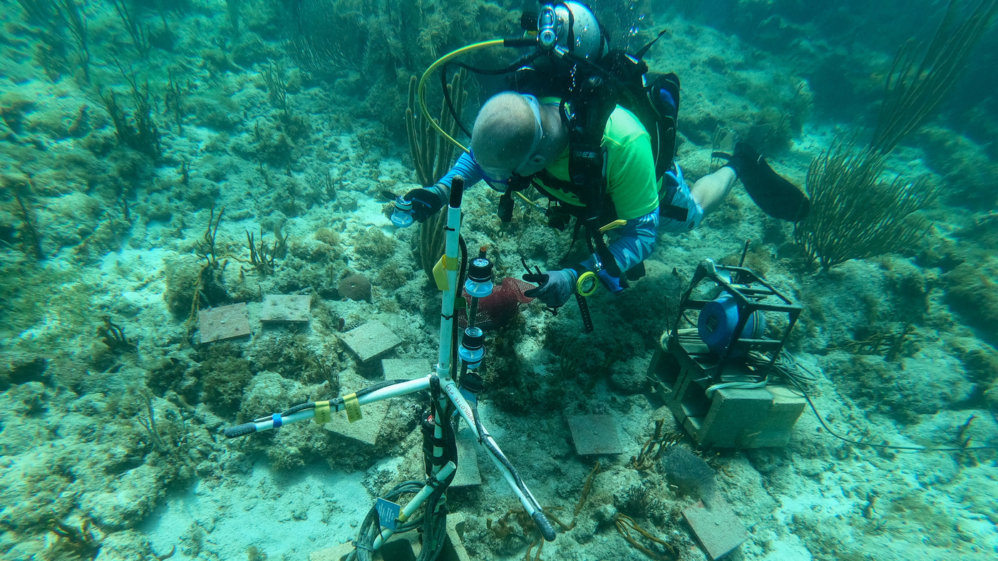 Why scientists are blasting fish music from underwater speakers by ...