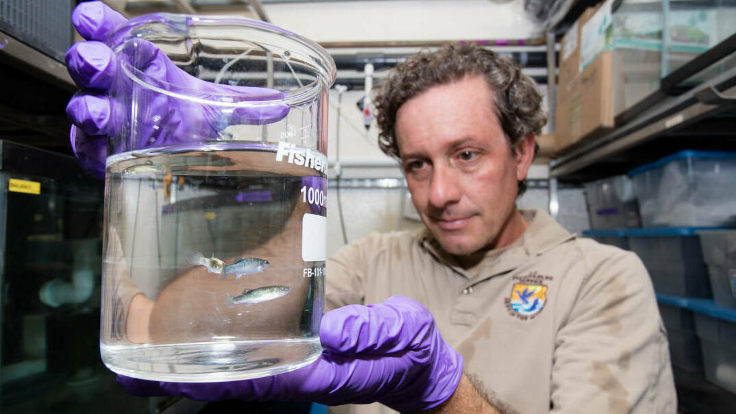 The endangered Devils Hole pupfish's recovery remains a mystery : NPR