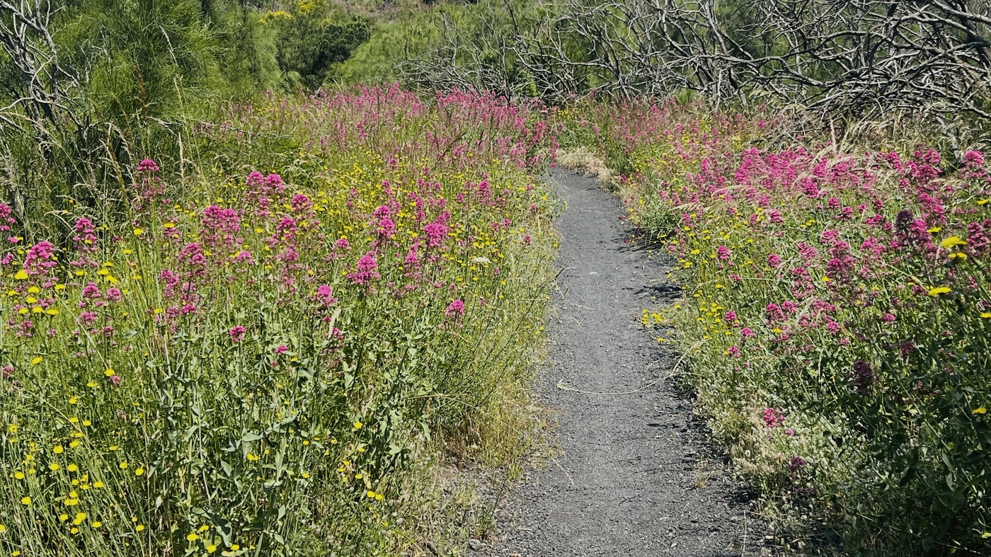The Second Biggest Disaster at Mount Vesuvius : Planet Money : NPR