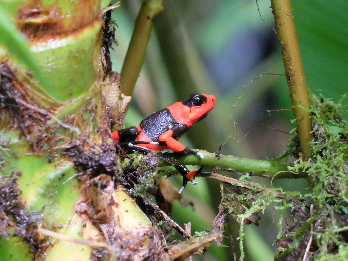 How lab breeding could put an end to frog smuggling : Planet Money : NPR