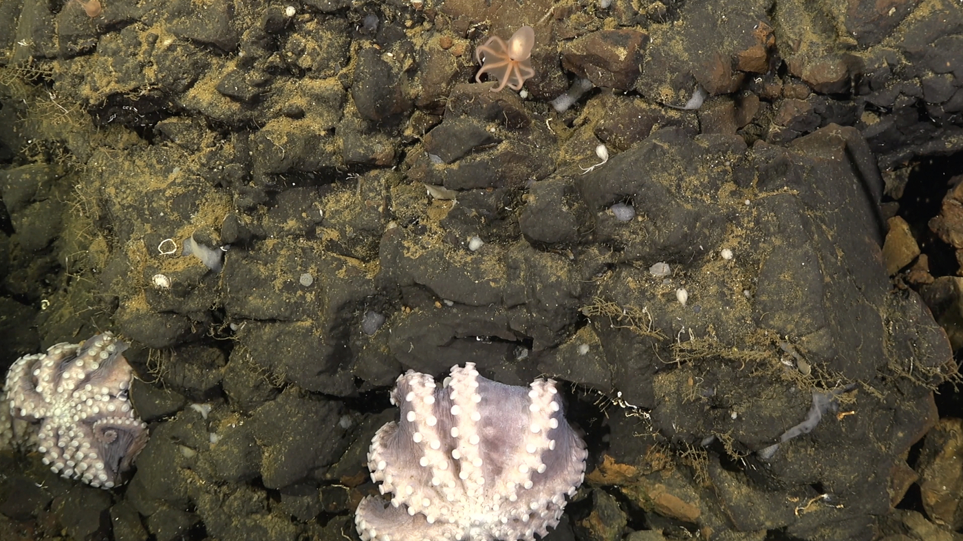 Researchers found a rare octopus nursery 2 miles below sea level : NPR